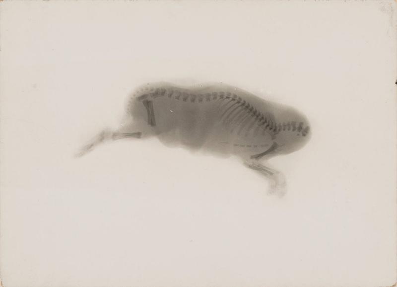 X-ray of a Rodent Foetus – Works – Collections at SBMA | Santa Barbara ...